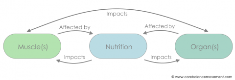 Nutrition & Organ Relationships – Core Balance Movement